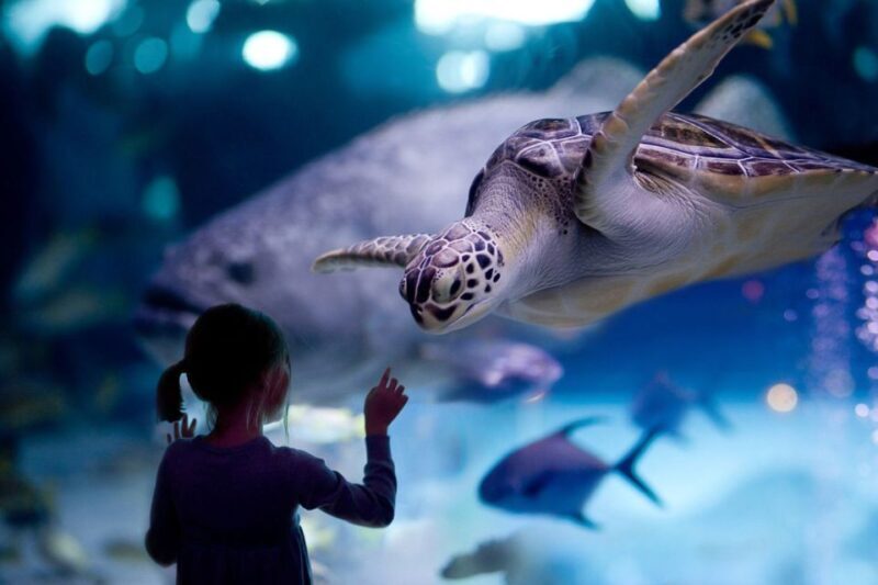 Houston Tour and Aquarium Ticket - The Sum Up