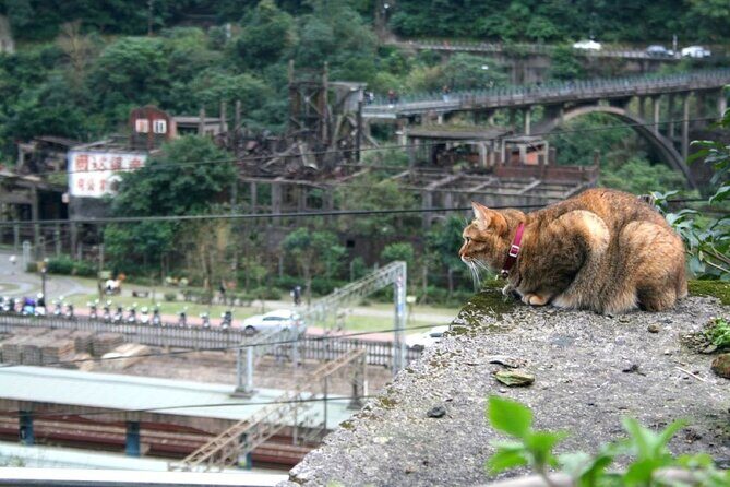 Houtong Cat Village & Jiufen A-Mei Teahouse & Shifen Day Tour - Authentic Experiences and Traveler Insights