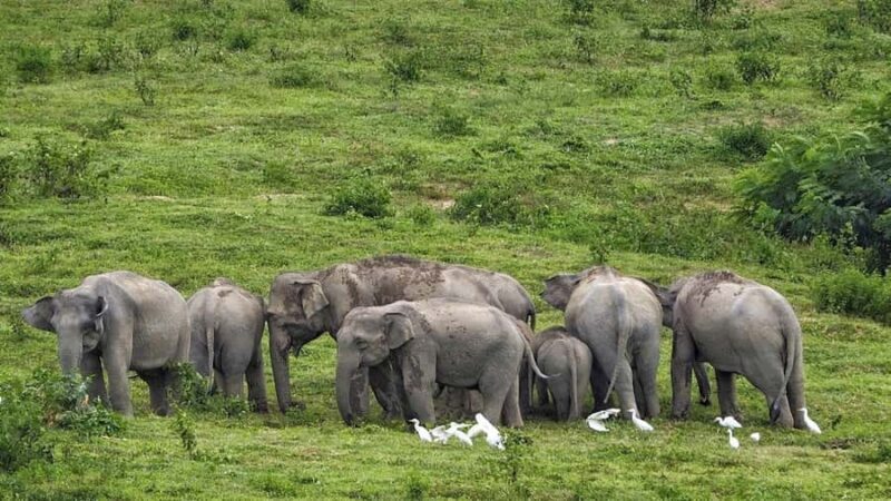 Hua Hin: Kui Buri Elephant Safari Private Tour - Key Points