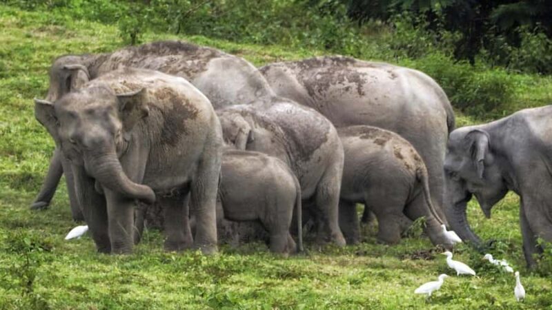 Hua Hin: Kui Buri Elephant Safari Private Tour - Authenticity and Quality: What Travelers Say