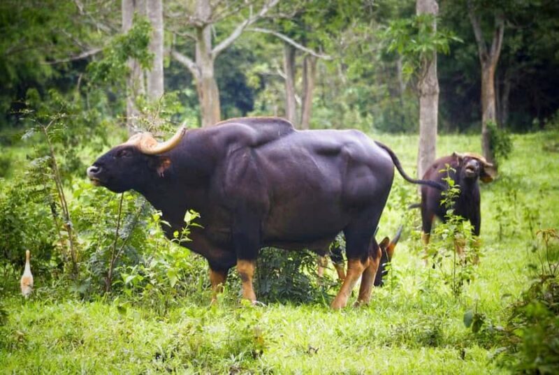 Hua Hin: Kui Buri Wild Elephant Watching Tour - Final Thoughts