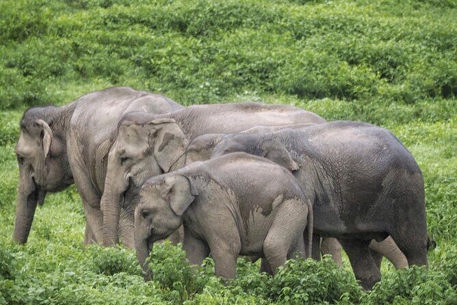 Hua Hin Kuiburi Wild Elephant Watching - An In-Depth Look at the Tour Experience