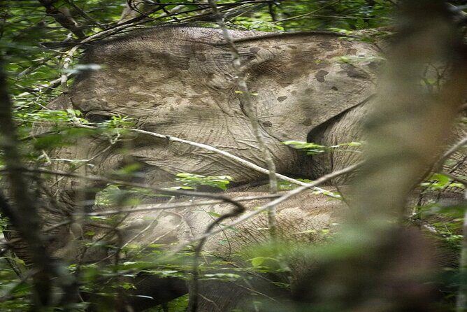 Hua Hin Kuiburi Wild Elephant Watching - Final Thoughts