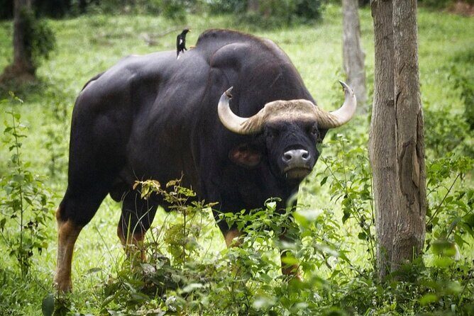 Hua Hin Kuiburi Wild Elephant Watching - FAQs