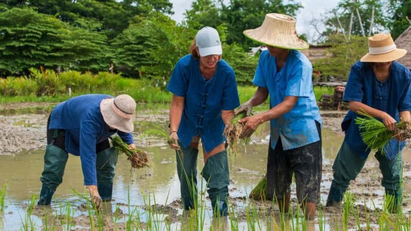 Hua Hin: Rice Farm Experience with Lunch in Phetchaburi - Final Thoughts