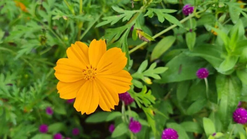 HUA HIN to River Kwai&Jungle Raft Overnight Stay(for4pax up) - Practicalities and Value