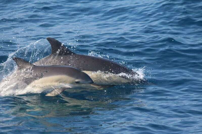 Huatulco: Awakening with Stars Dolphins Boat Cruise - Huatulco: Awakening with Stars Dolphins Boat Cruise