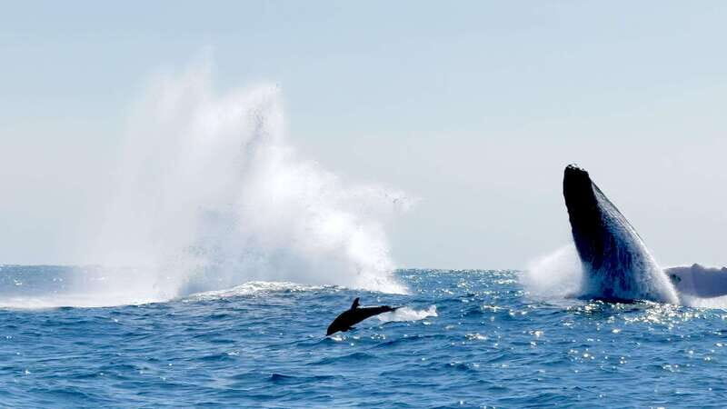 Huatulco: Awakening with Stars Dolphins Boat Cruise - Key Points