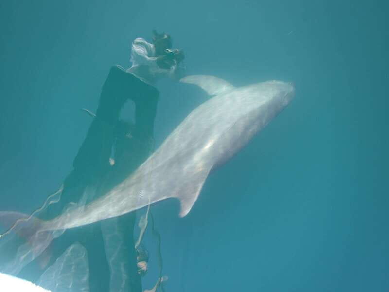 Huatulco: Awakening with Stars Dolphins Boat Cruise - FAQ