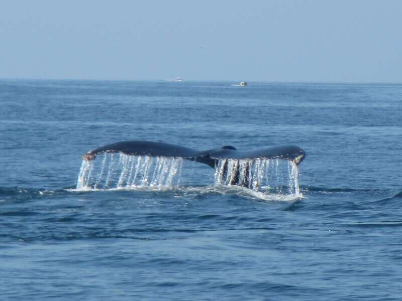 Huatulco: Bays Boat Tour with Snorkeling and Hotel Pickup - FAQs
