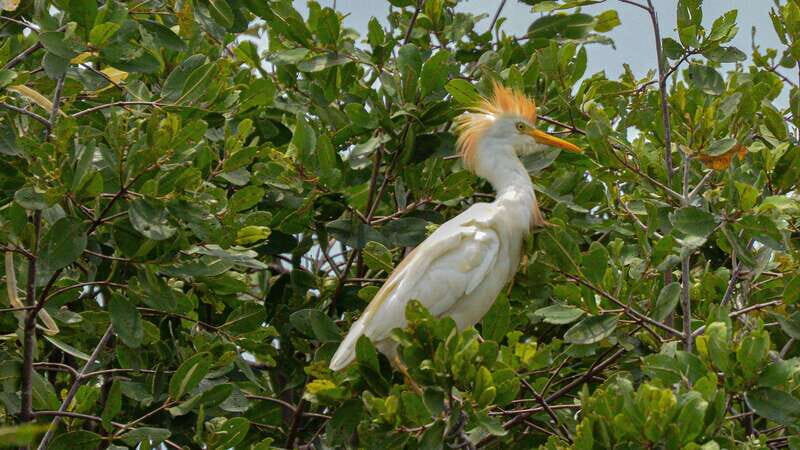 Huatulco: Ecotour with Crocodiles & migrating birds - Key Points