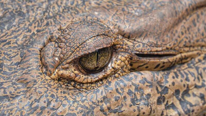 Huatulco: Ecotour with Crocodiles & migrating birds - What Travelers Say