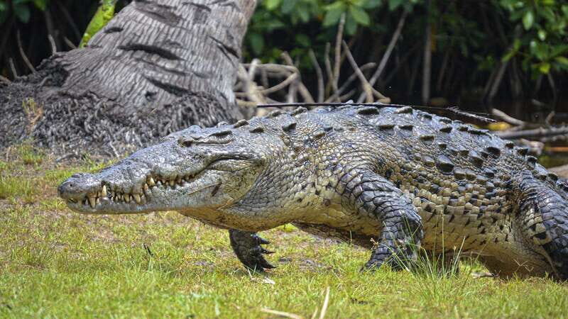 Huatulco: Ecotour with Crocodiles & migrating birds - Who Should Consider This Tour?