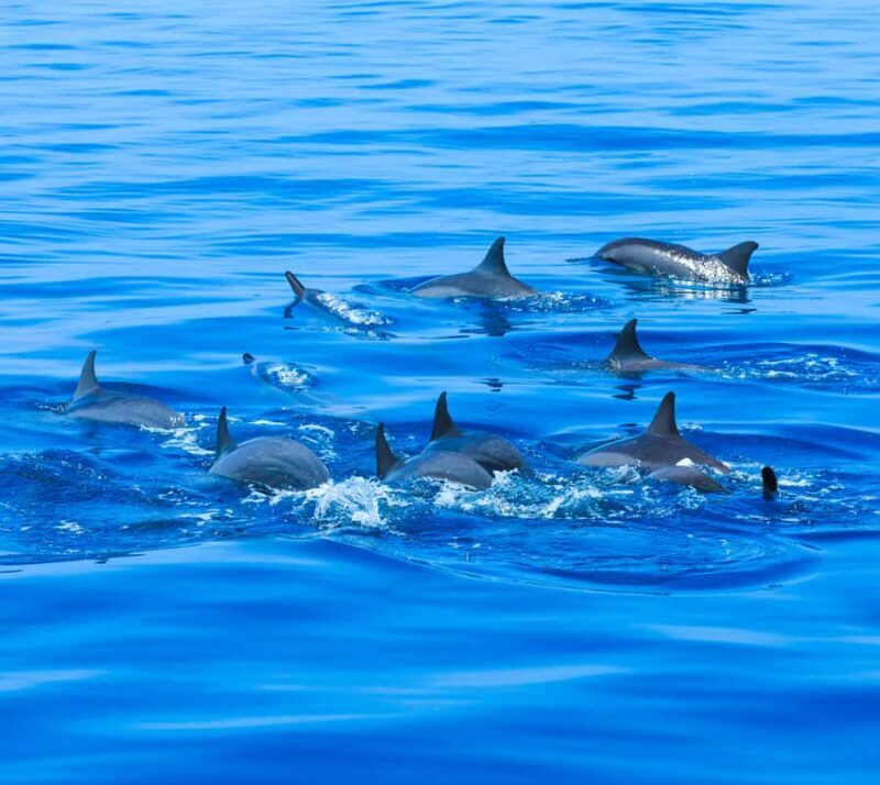 Huatulco: Marine mammal sighting and snorkeling - An Introduction to Huatulco’s Marine Tour