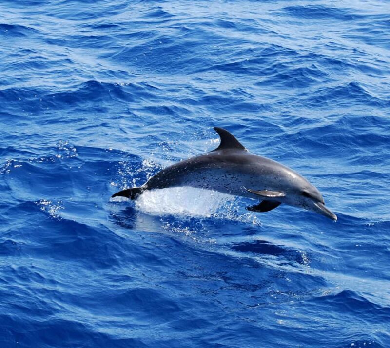 Huatulco: Marine mammal sighting and snorkeling - Practical Details and Traveler Tips