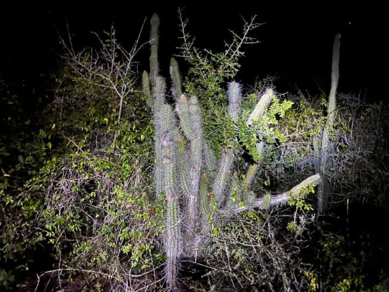 Huatulco: Nighttime sea turtle monitoring guided by a biologist - Key Points