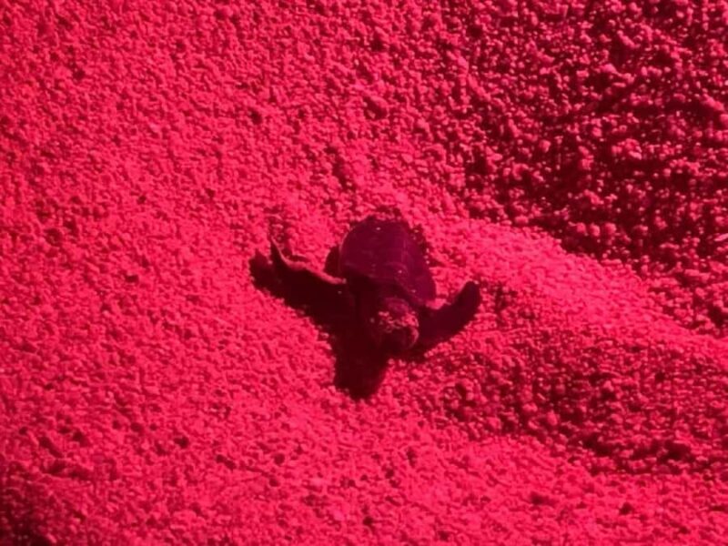 Huatulco: Nighttime sea turtle monitoring guided by a biologist - The Experience in Practice: Authentic and Educational in Equal Measure