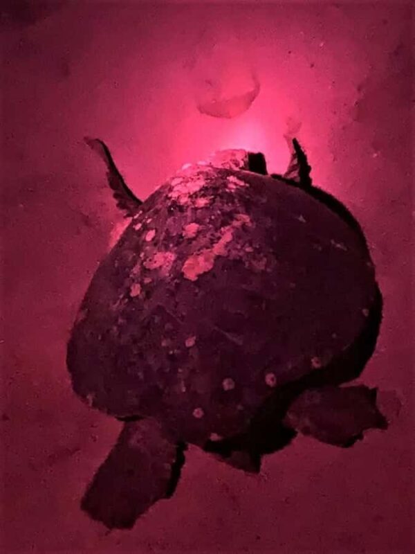 Huatulco: Nighttime sea turtle monitoring guided by a biologist - FAQ