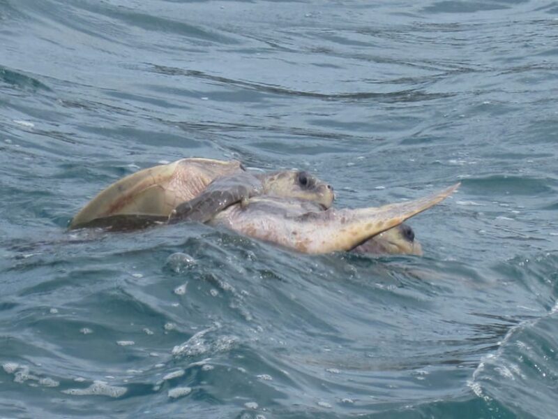 Huatulco: Premium Boat Tour with snorkel experience. - The Sum Up