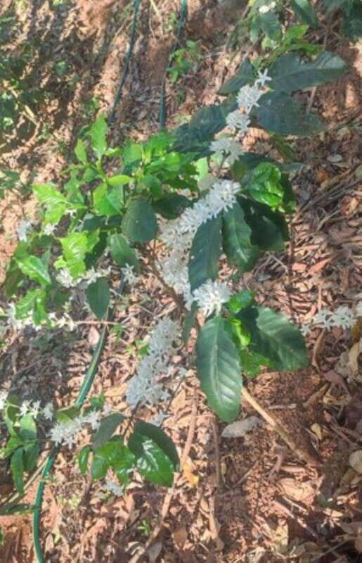 Huatulco: Private Coffee and Fruit Ranch Experience - An Inside Look at the Experience