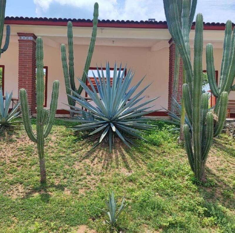 Huatulco: Private Mezcal Factory Experience - A Closer Look at the Private Mezcal Tour in Huatulco