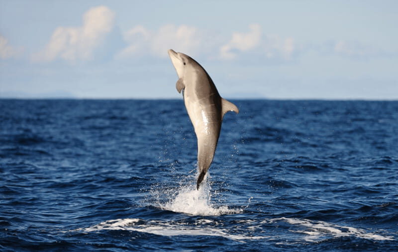 Huatulco: Sunrise Dolphin Watching with Beach Visit - An Authentic Marine Adventure in Huatulco