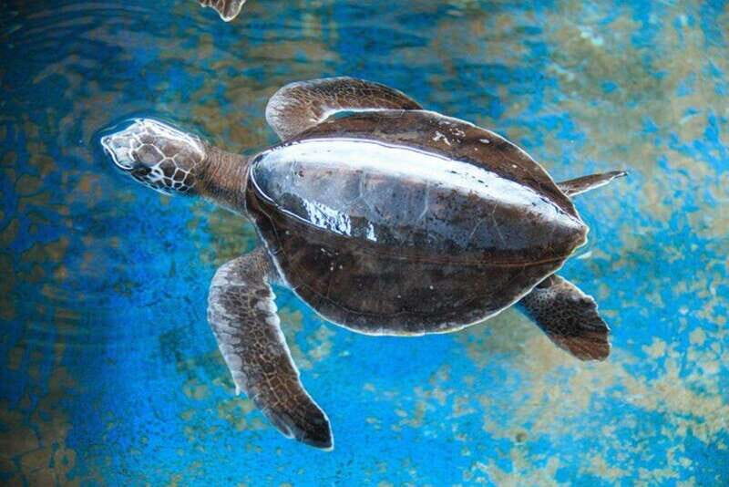 Huatulco: Turtles & Crocs Experience - Transportation and Comfort