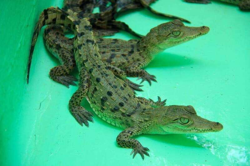 Huatulco: Turtles & Crocs Experience - Authenticity and Environmental Impact
