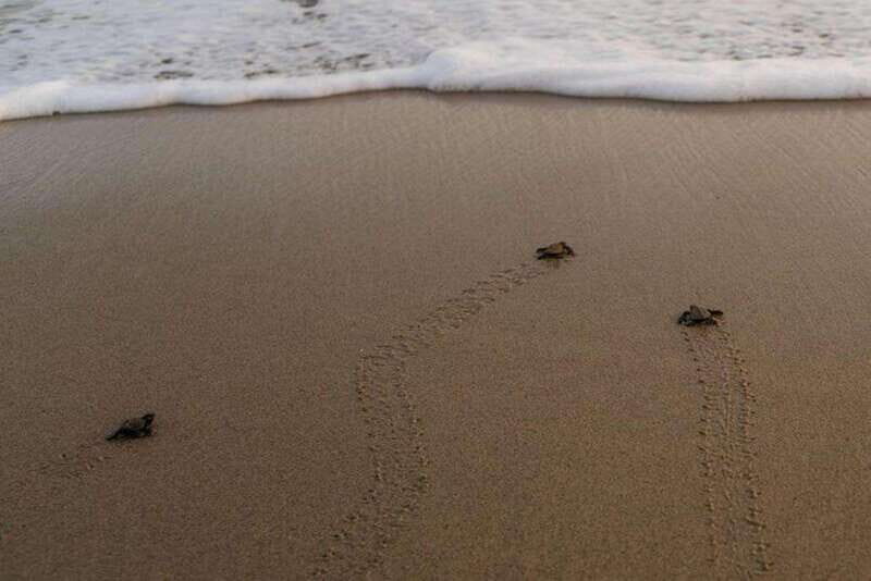 Huatulco: Unique Turtle Sanctuary & Sunset Experience - The Experience Provider and Value