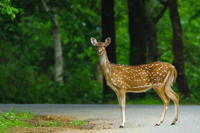 Hubli to Anshi National Park (Kali TigerReserve) & Goa Beach Tour - Key Points