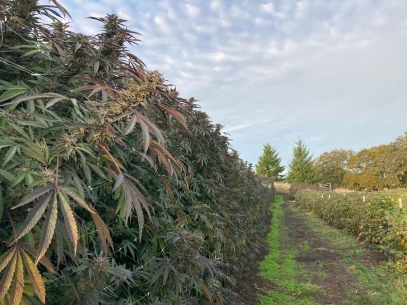 Humboldt County: Cannabis Farm Tour with Dispensary Visit - Key Points
