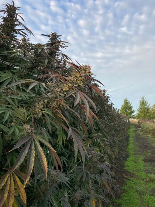 Humboldt County: Cannabis Farm Tour with Dispensary Visit - A Close Look at the Tour Experience
