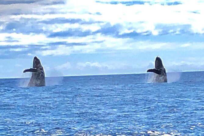 Humpback Whale and Dolphin Watch in Kona - An honest look at what to expect