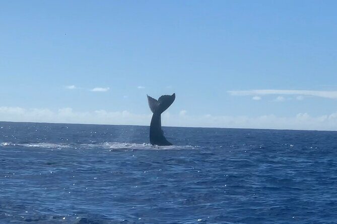 Humpback Whale and Dolphin Watch in Kona - Final thoughts on value and experience