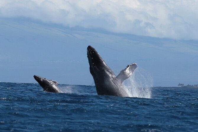 Humpback Whale and Dolphin Watch in Kona - FAQ