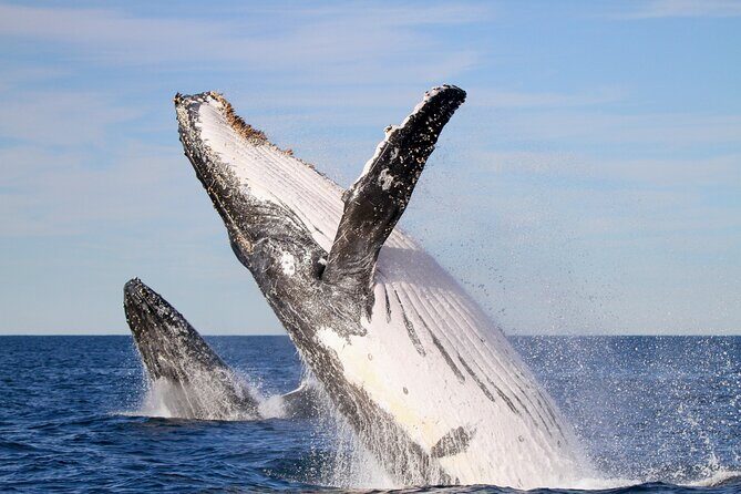 Humpback Whale Encounter Tour from Newcastle - Discovering the Humpback Whale Encounter Tour from Newcastle