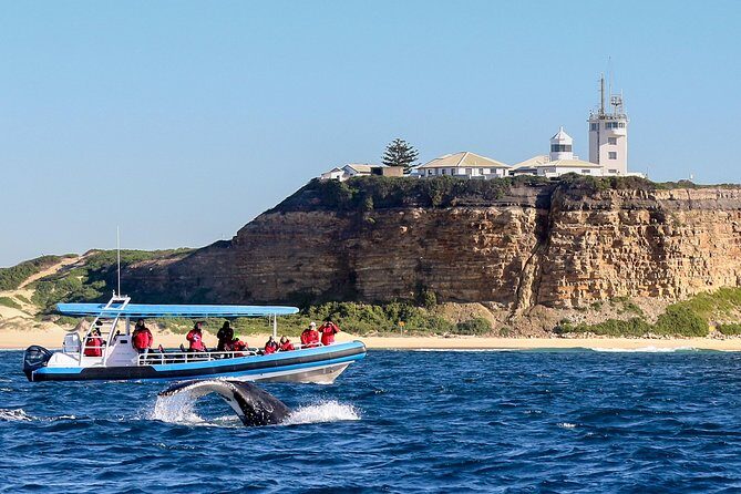 Humpback Whale Encounter Tour from Newcastle - What Travelers Say
