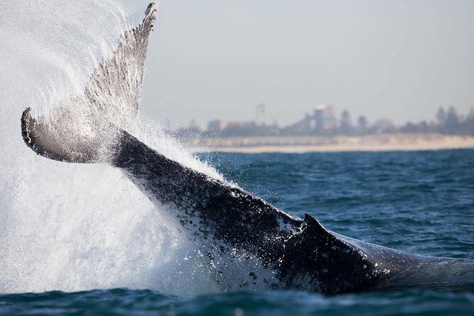 Humpback Whale Encounter Tour from Newcastle - Analyzing Value