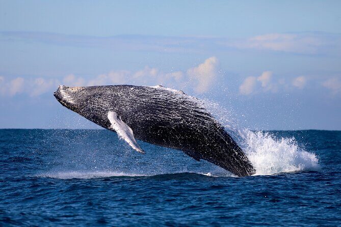 Humpback Whale Encounter Tour from Newcastle - What Makes This Tour Stand Out?