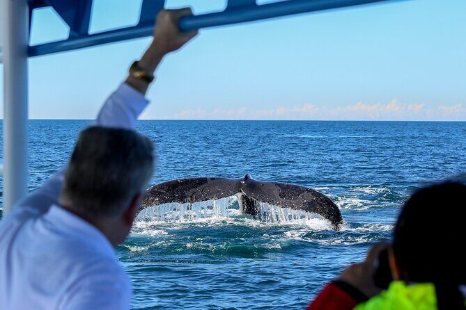 Humpback Whale Encounter Tour from Newcastle - The Sum Up