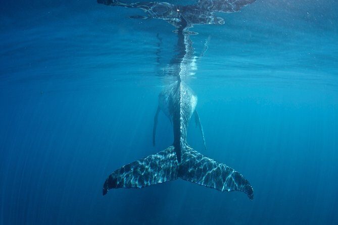 Humpback Whale Safari - Why This Tour Is Worth It