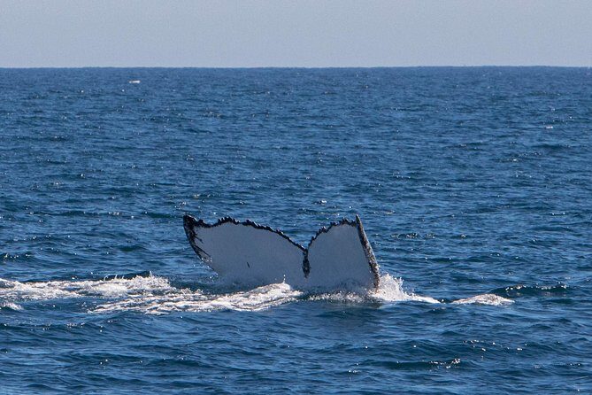 Humpback Whale Safari - Safety, Cancellation, and Practicalities