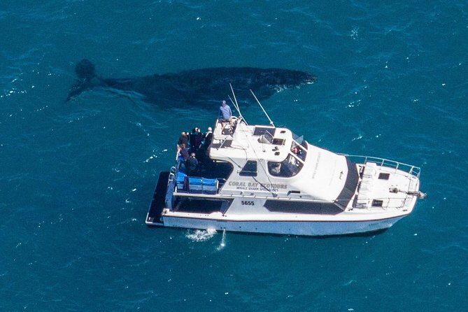 Humpback Whale Safari - Frequently Asked Questions