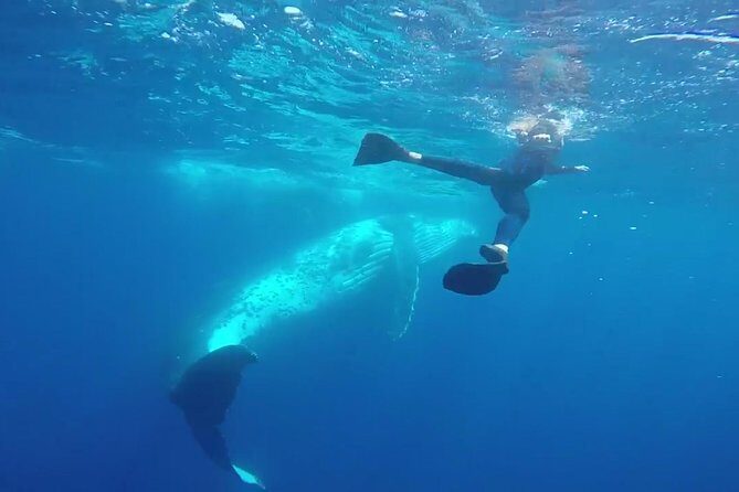 Humpback Whale Swim from Tongatapu island with transfers & lunch - Key Points