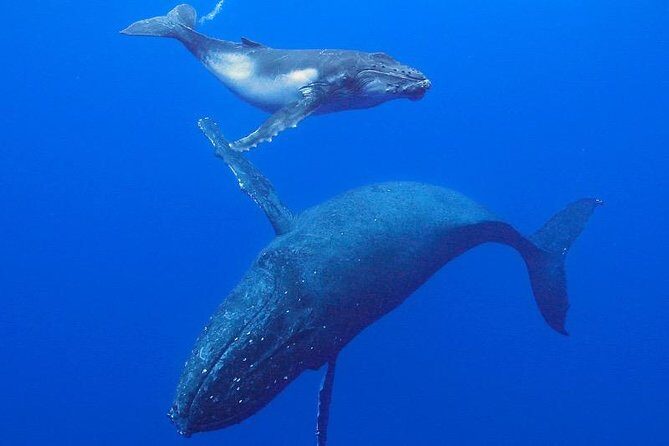 Humpback Whale Swim from Tongatapu island with transfers & lunch - The Itinerary in Detail: What to Expect