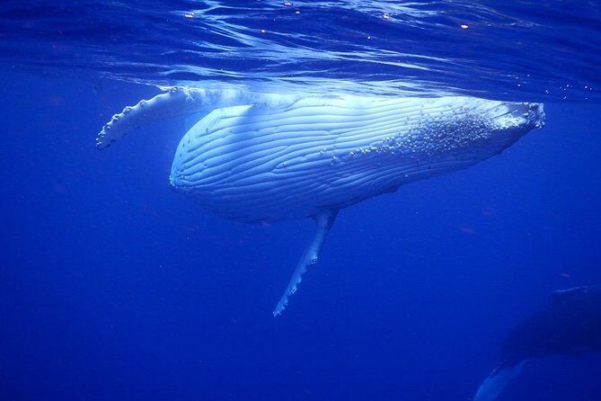 Humpback Whale Swim from Tongatapu island with transfers & lunch - Practical Tips for Your Whale Tour