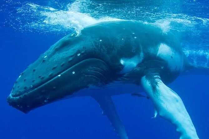 Humpback Whale Swim from Tongatapu island with transfers & lunch - The Sum Up: Who’s This Tour For?