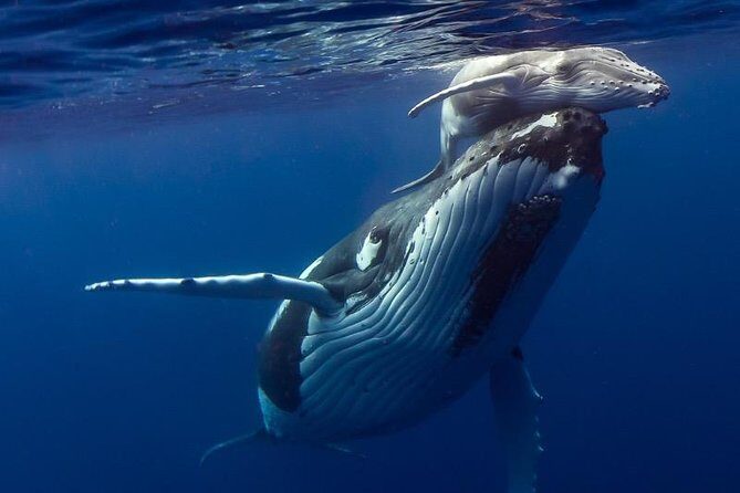 Humpback Whale Swim from Tongatapu island with transfers & lunch - FAQ
