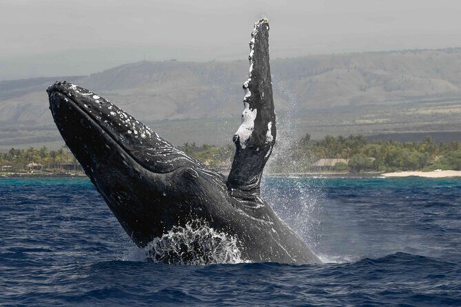Humpback Whale Watch Tour - An Overview of the Experience