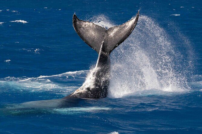 Humpback Whale Watch Tour - What Travelers Love Most